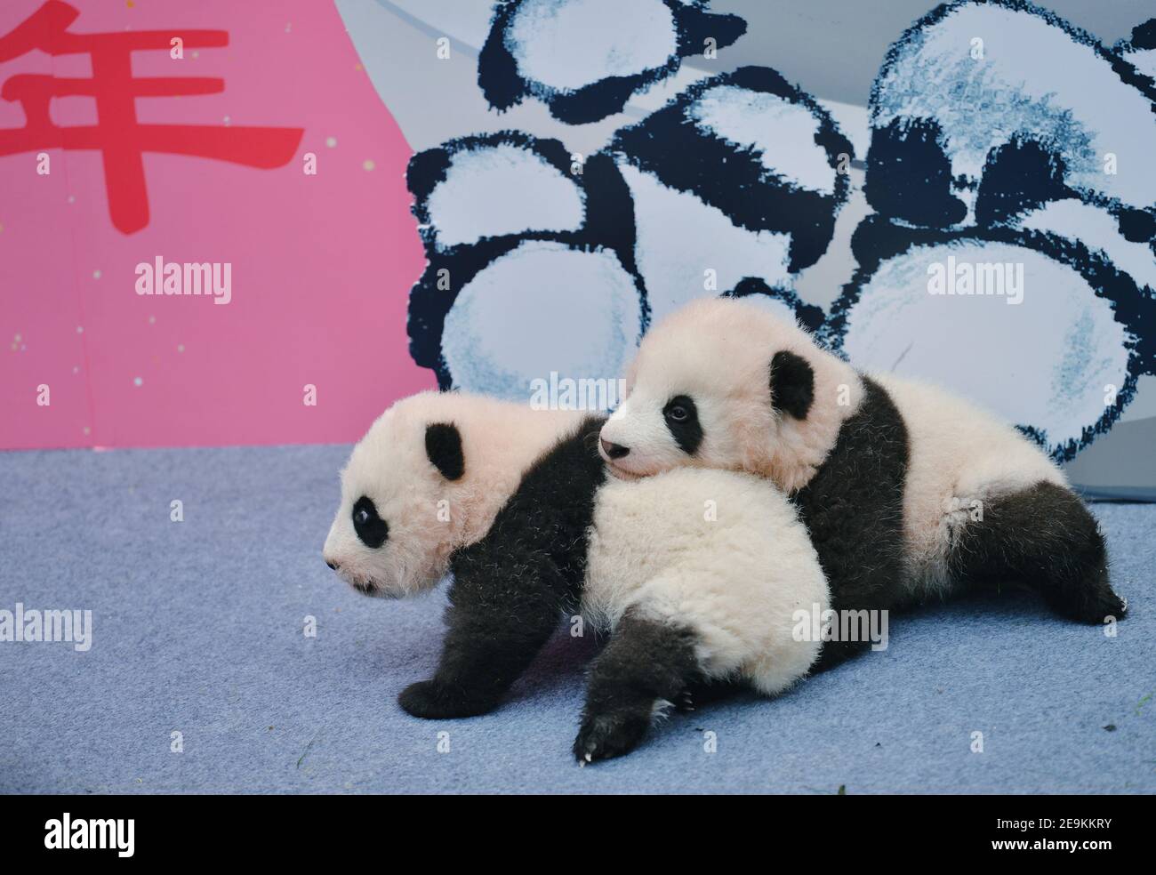 Ahead of Chinese lunar new year celebration, a group of 14 pandas born ...