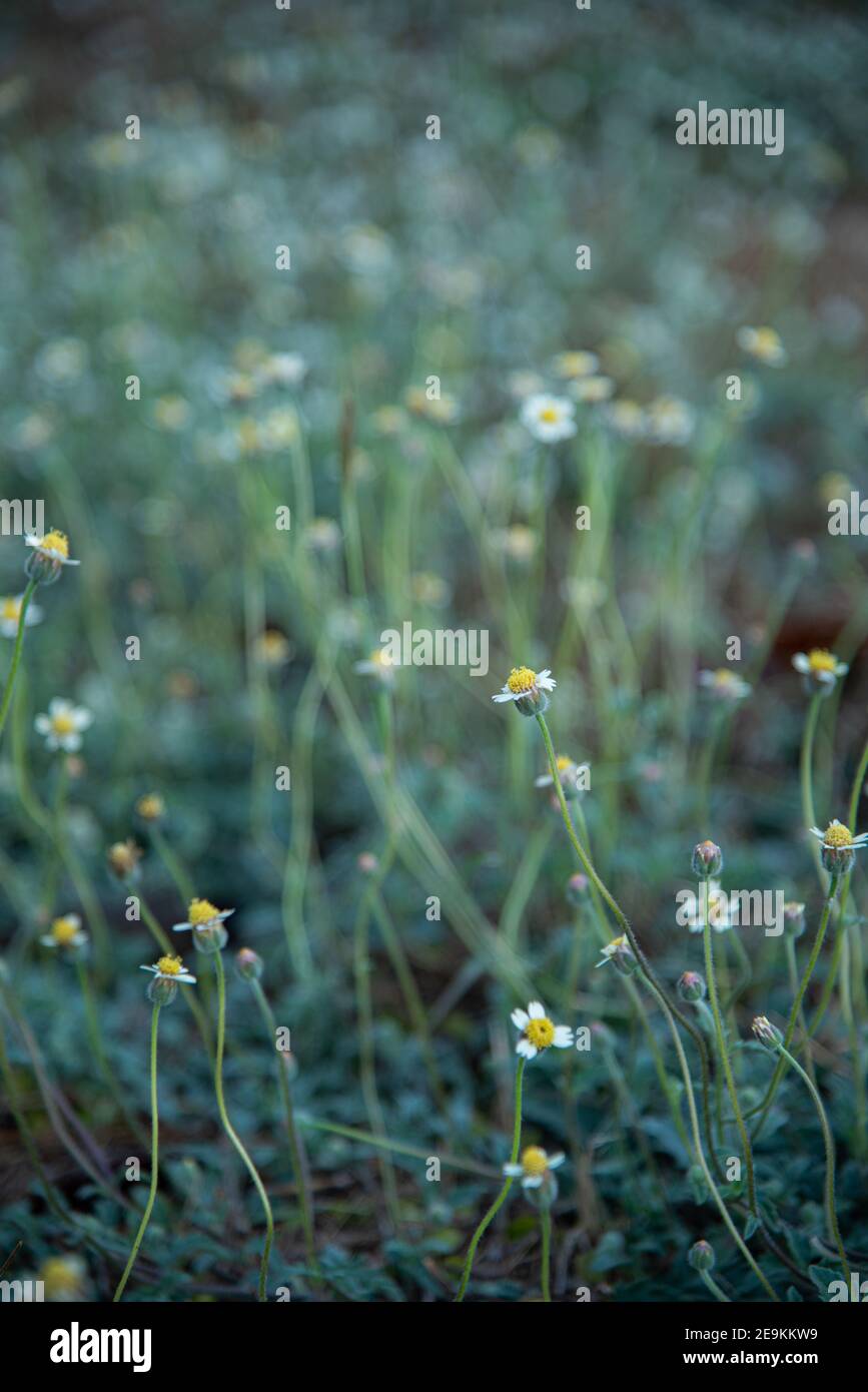 Tiny grass flowers field background Stock Photo - Alamy