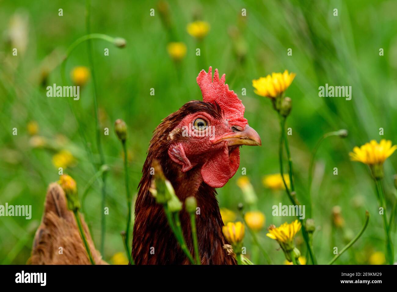Happy Free Range Hens in the Summer Meadow Stock Photo - Alamy