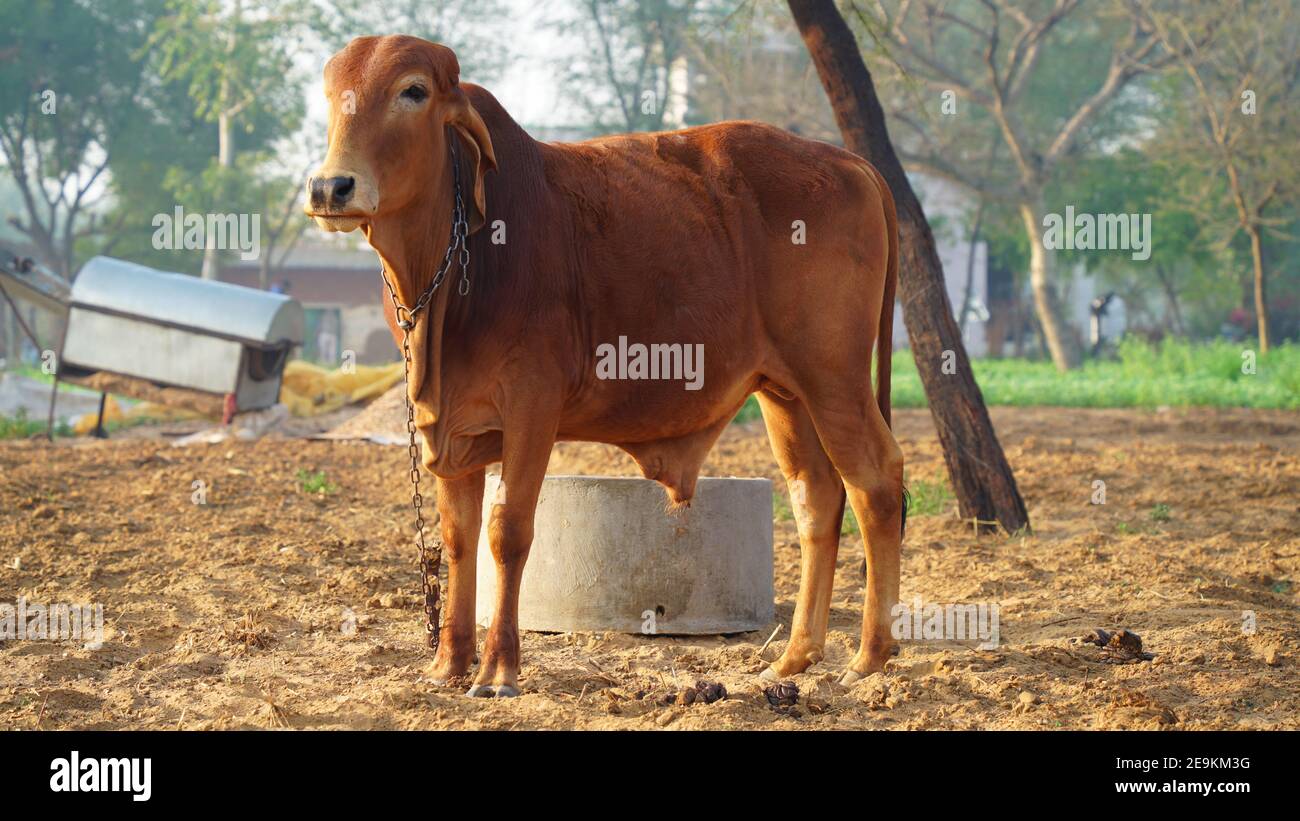 Innocent Sahiwal species of Bull closeup. Sahiwal species of bull uses ...