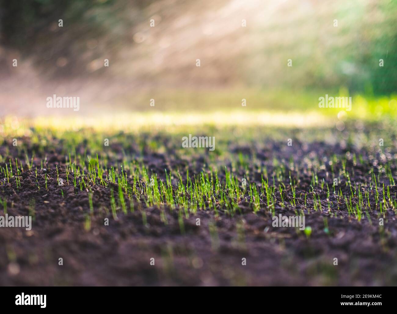 Small grass sprouts hi-res stock photography and images - Alamy