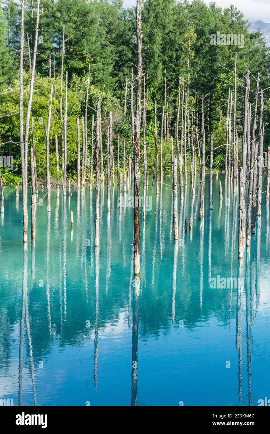 Shirogane Blue Pond, or Aoiike, a man-made pond in Biei, Hokkaido ...