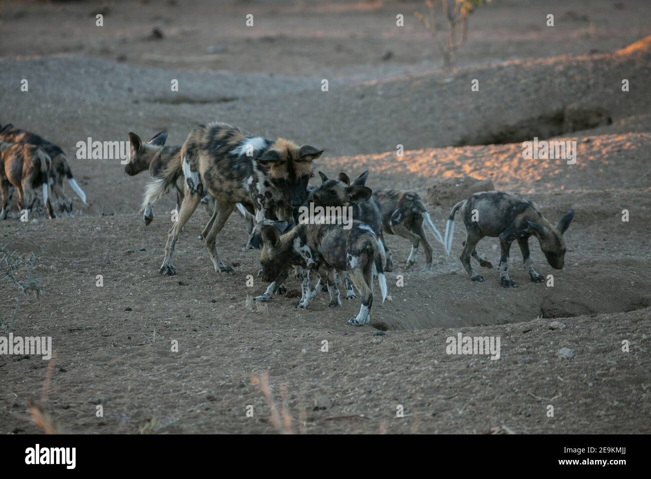 Mother wild dog with puppies in a protected area in Namibia Stock Photo ...