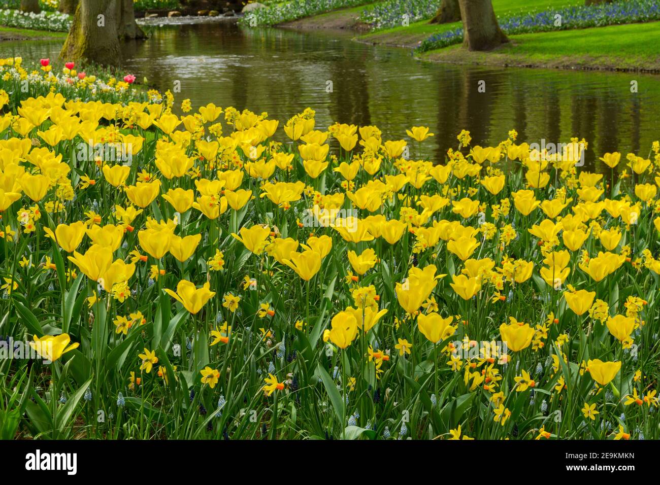 Spring pond lane hi-res stock photography and images - Alamy