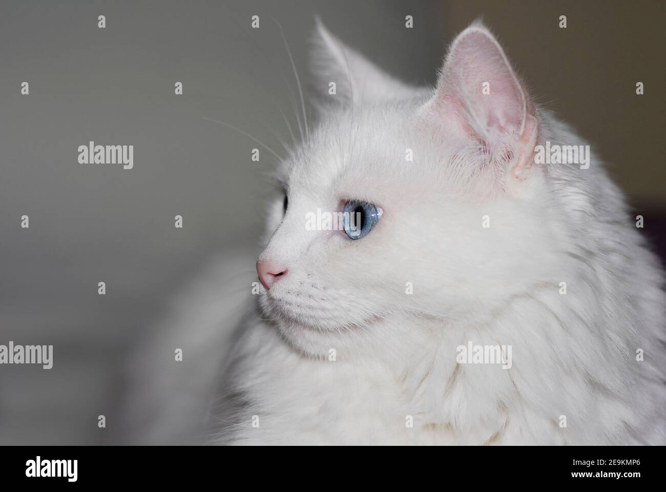 White fluffy Turkish Ankara ( Angora ) cat with different eye colors ...