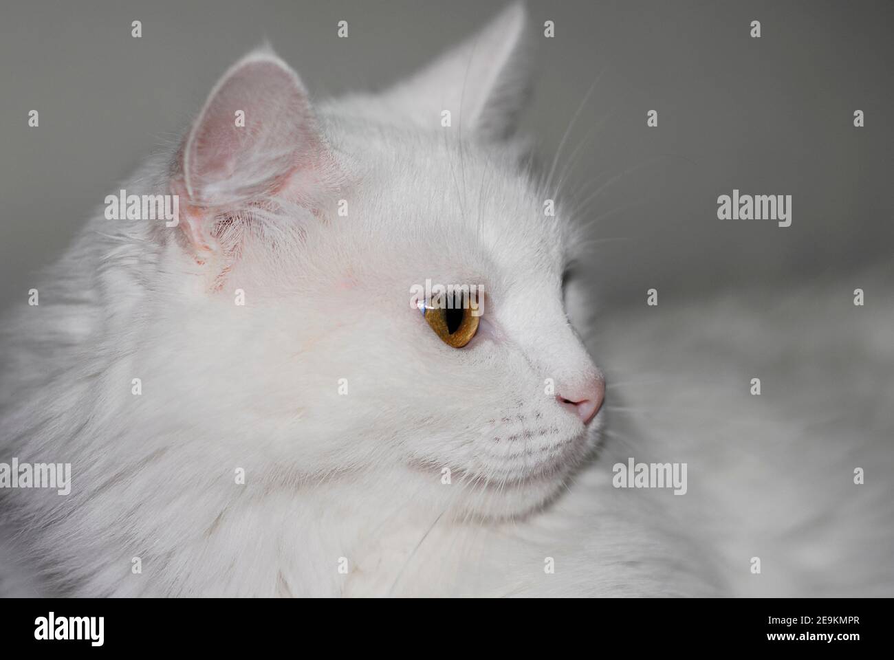White fluffy Turkish Ankara ( Angora ) cat with different eye colors ...