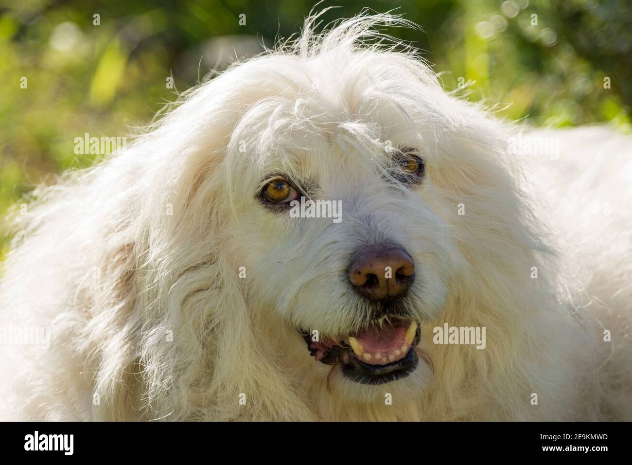 Portrait of beautiful happy white dog Stock Photo - Alamy