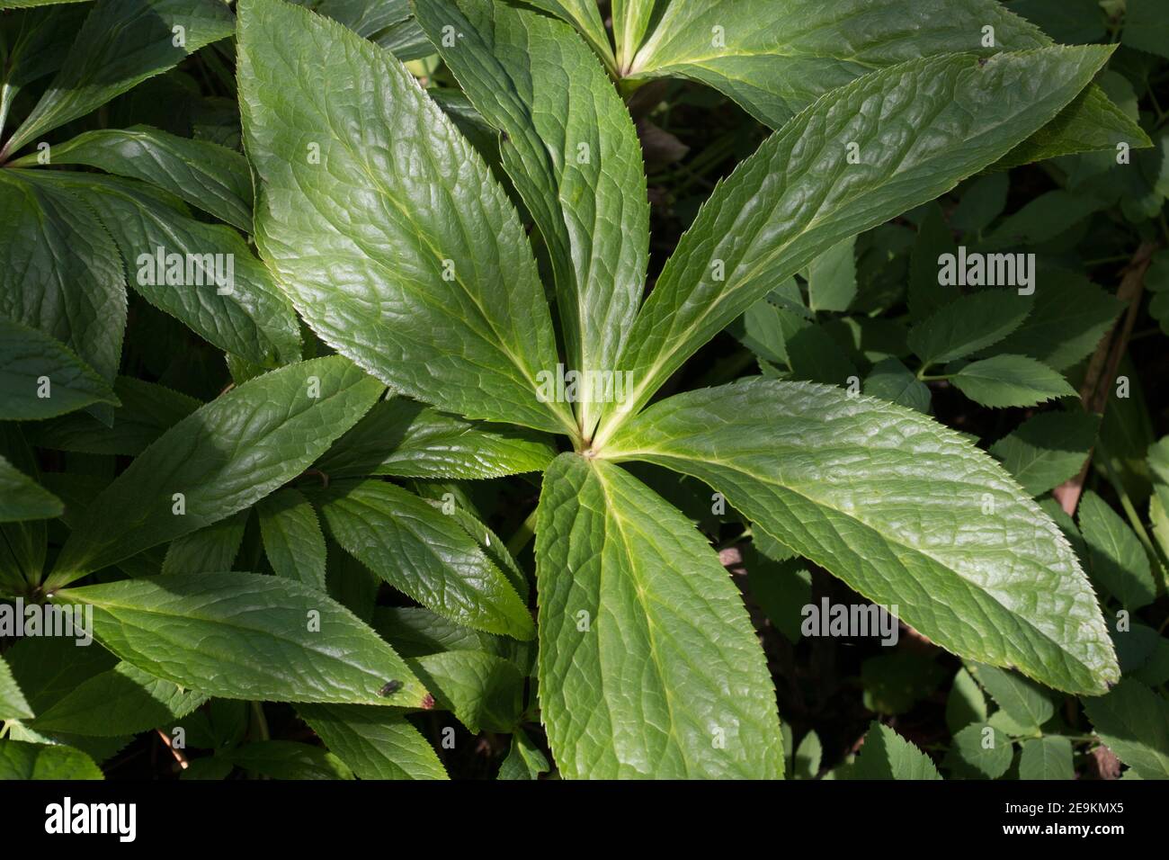 Hellebore Leaves High Resolution Stock Photography and Images - Alamy