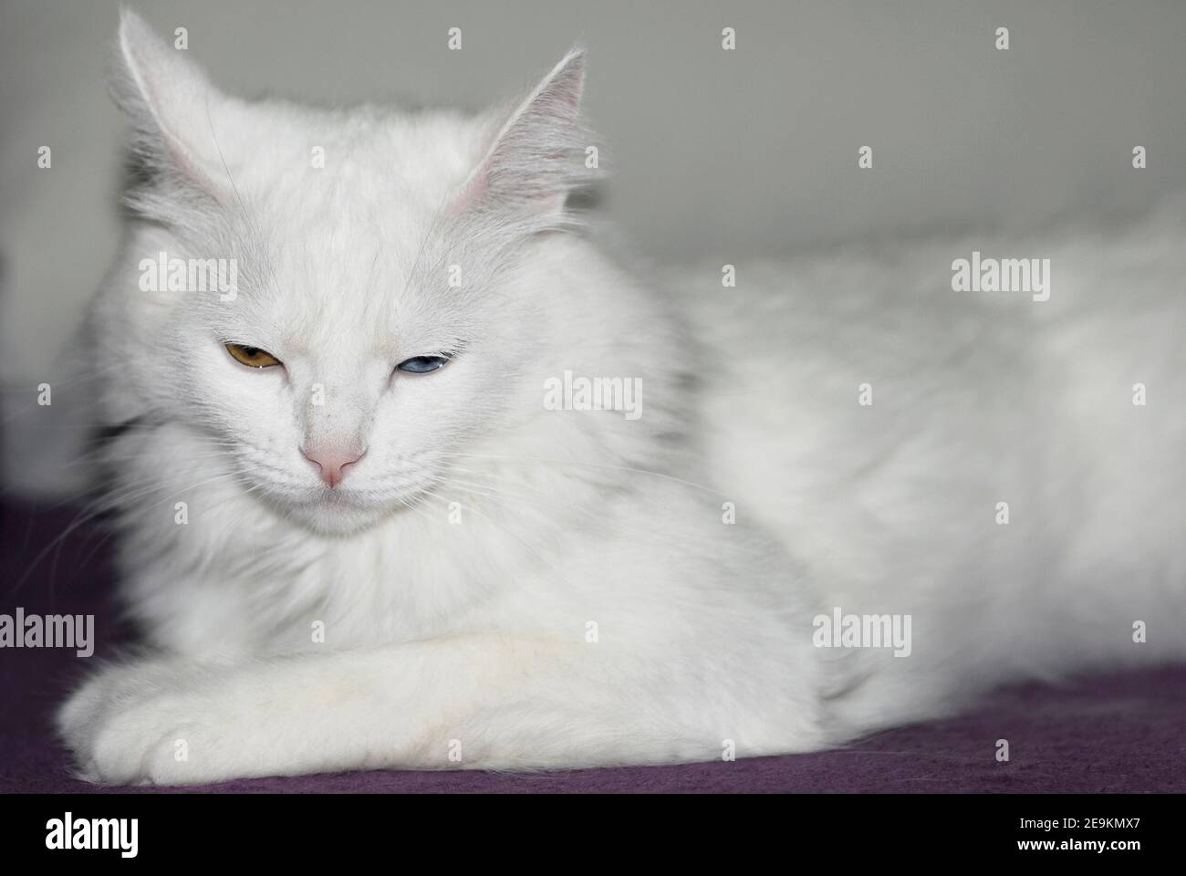 White fluffy Turkish Ankara ( Angora ) cat with different eye colors ...