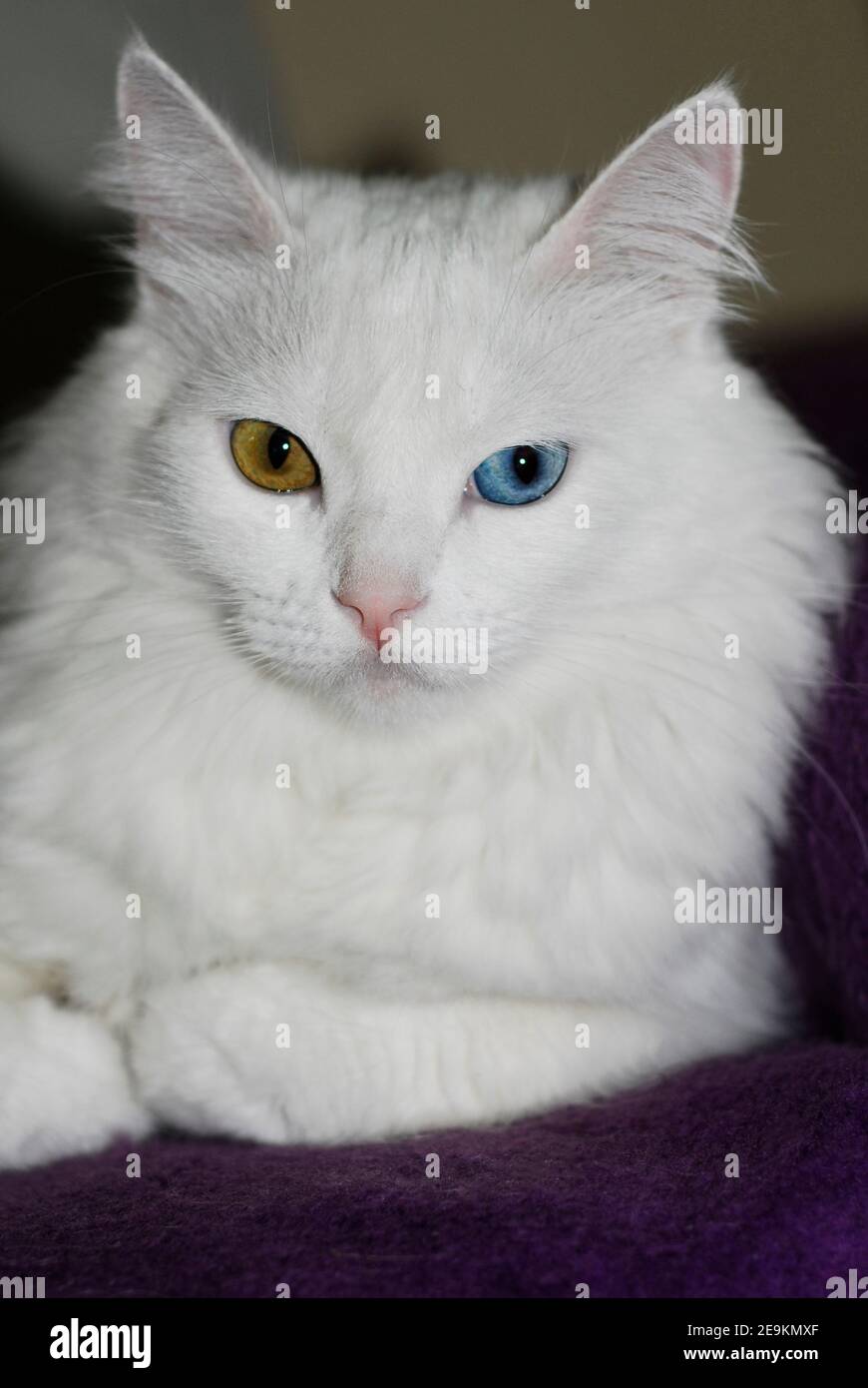 White fluffy Turkish Ankara ( Angora ) cat with different eye colors ...