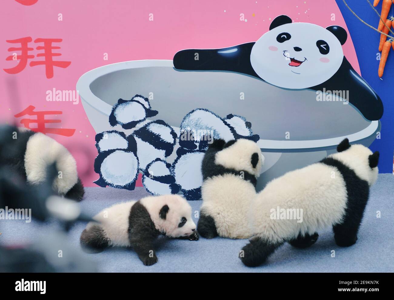 Ahead of Chinese lunar new year celebration, a group of 14 pandas born ...
