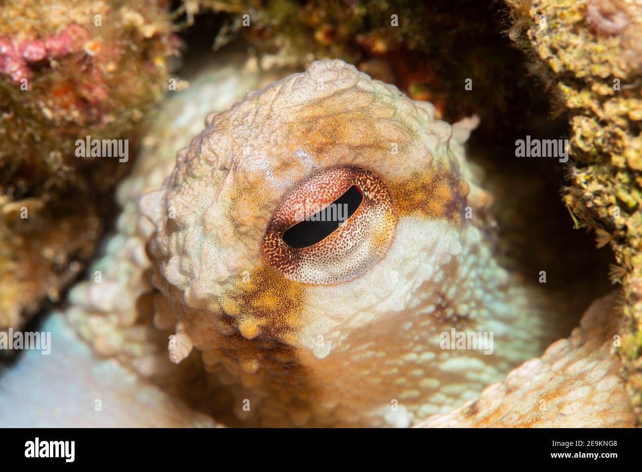 Octopus is camouflaged among the rocks. Çanakkale Turkey Stock Photo ...