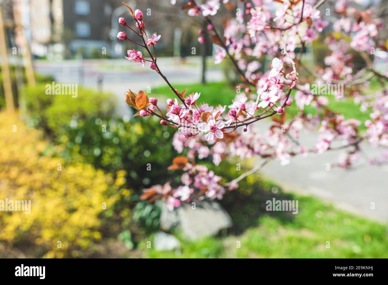 Red cherry tree branch, on the city street Stock Photo - Alamy