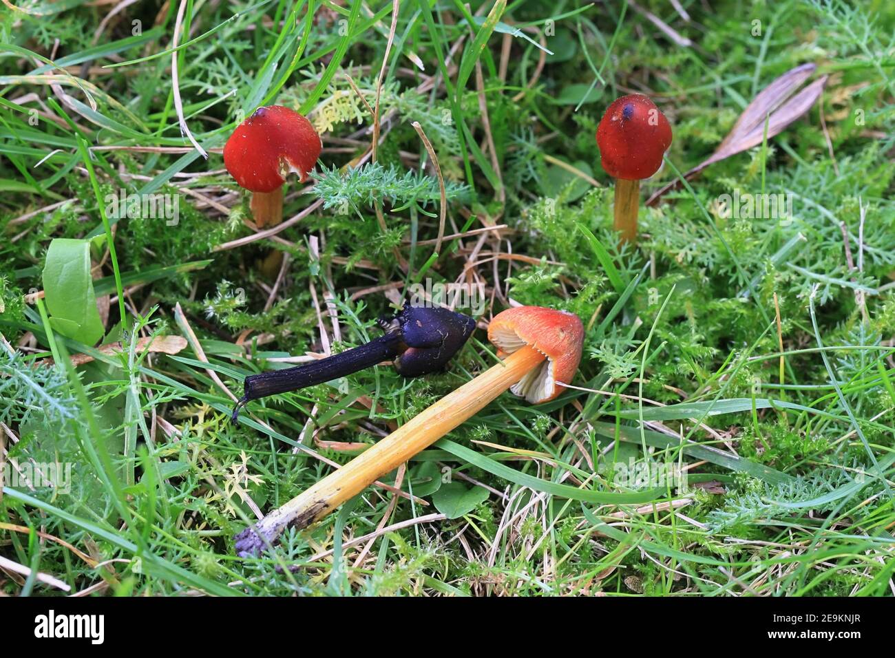 Conical cap hi-res stock photography and images - Alamy