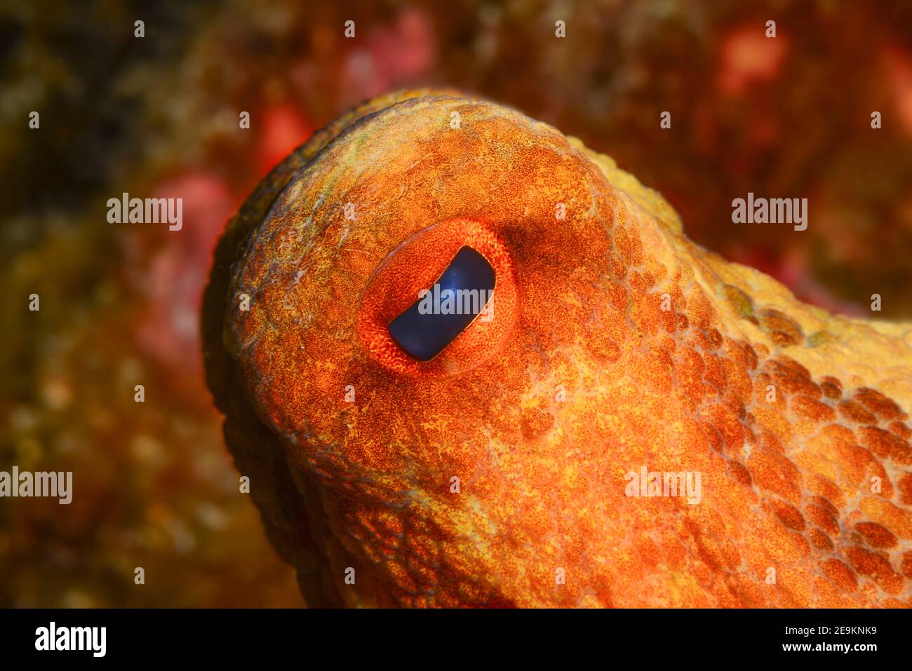 Octopus is camouflaged among the rocks. Çanakkale Turkey Stock Photo ...