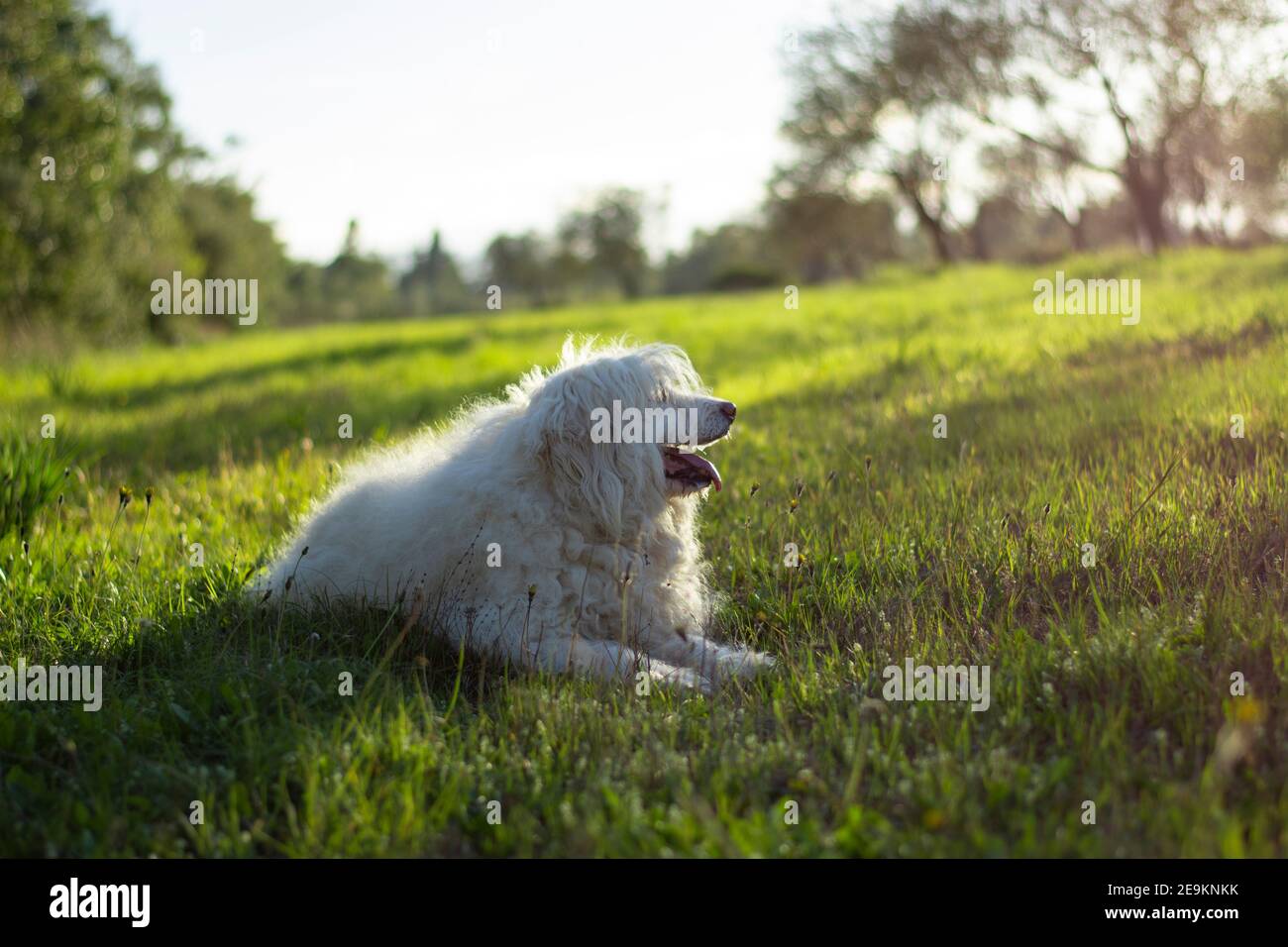 Portrait of beautiful happy white dog Stock Photo - Alamy