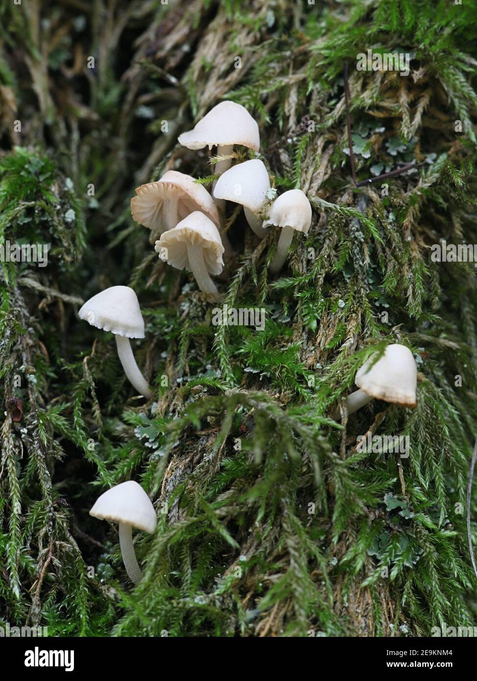 Phloeomana minutula, also called Mycena olida, known as the rancid ...