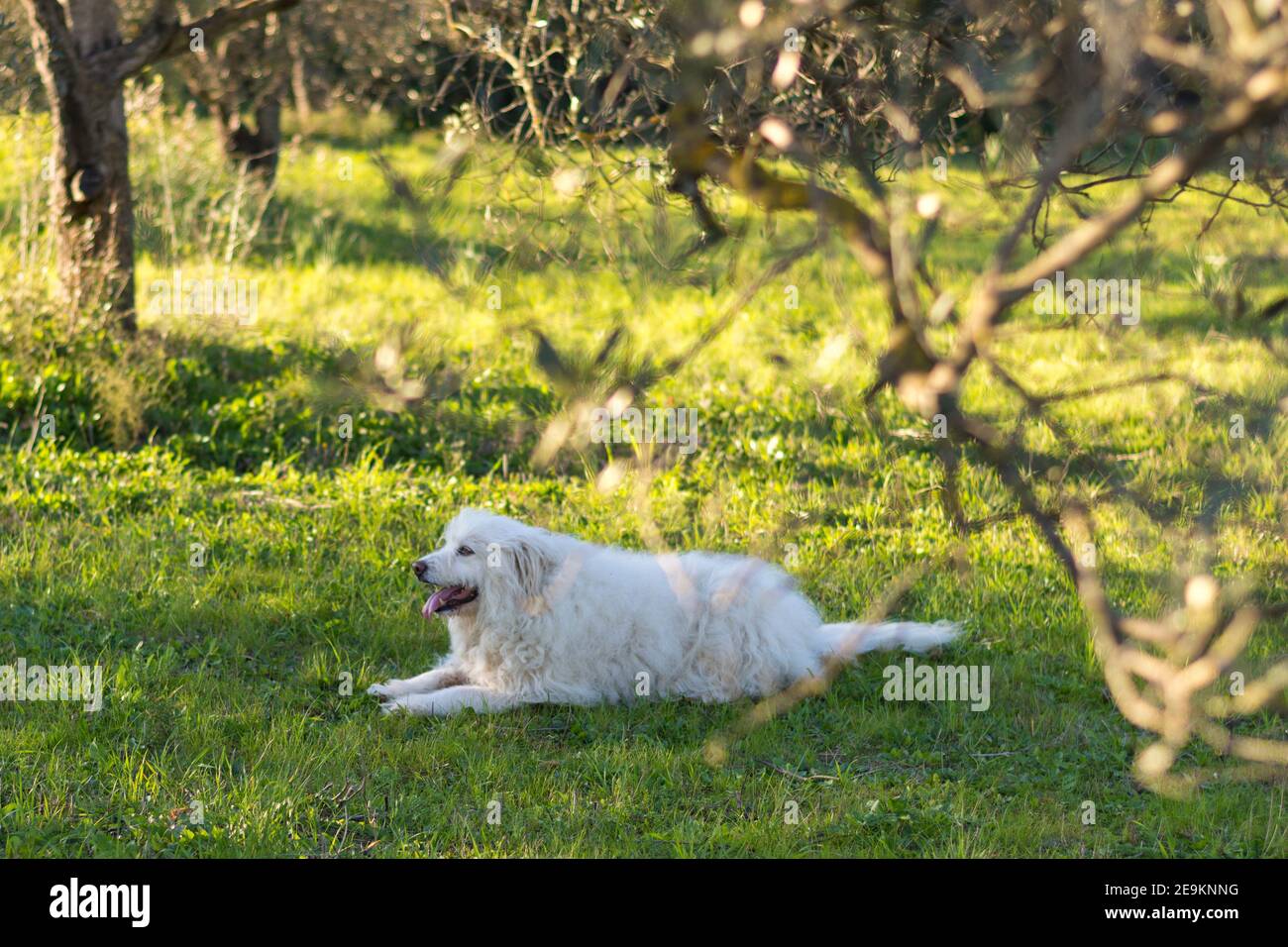Portrait of beautiful happy white dog Stock Photo - Alamy