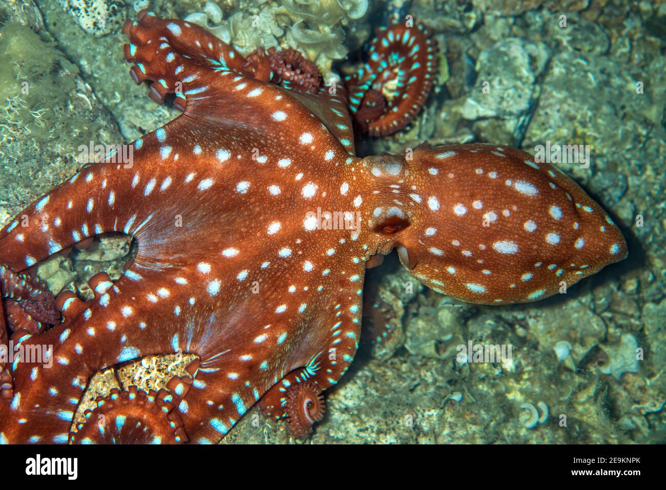 Octopus is camouflaged among the rocks. Çanakkale Turkey Stock Photo ...