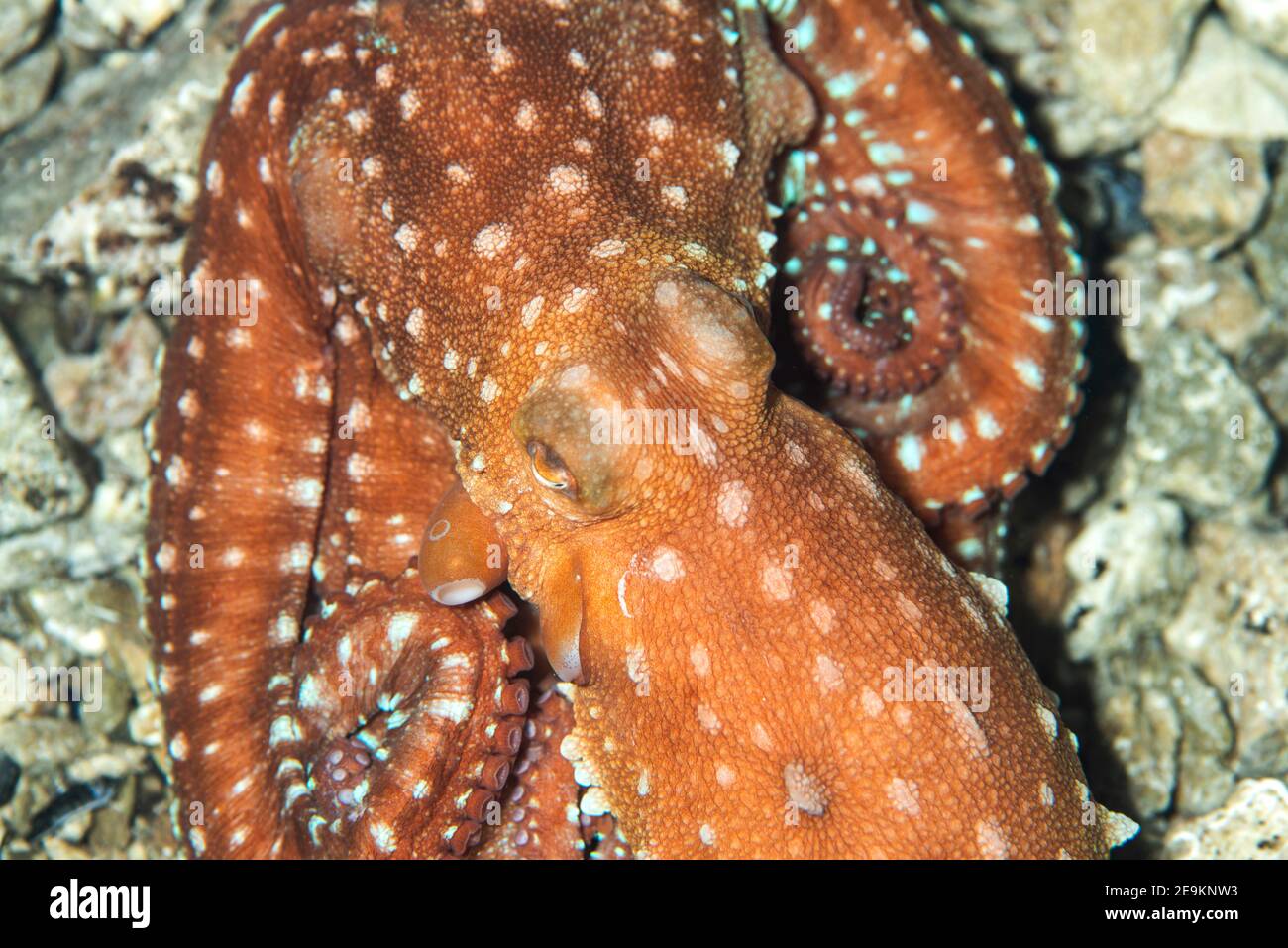 Octopus is camouflaged among the rocks. Çanakkale Turkey Stock Photo ...