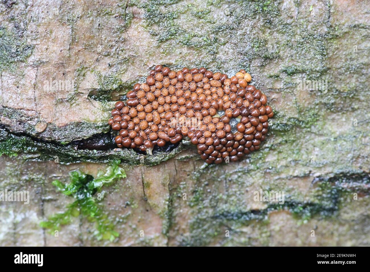 Trichia persimilis, a slime mold from Finland with no common english ...