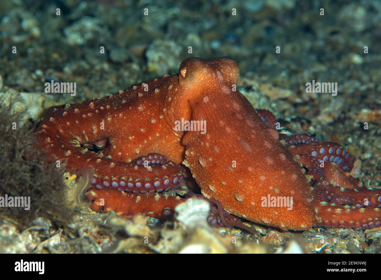 Octopus is camouflaged among the rocks. Çanakkale Turkey Stock Photo ...