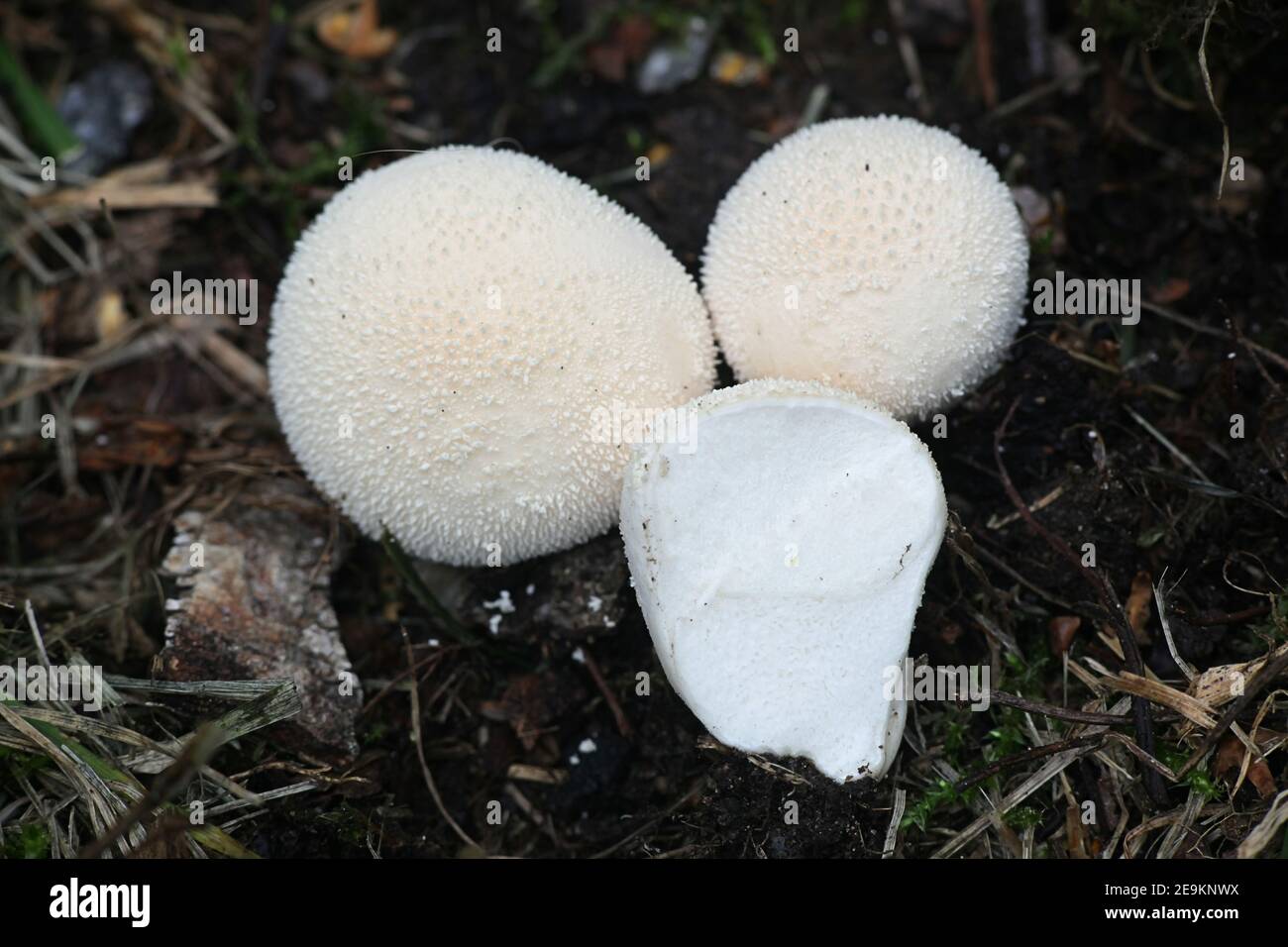 Lycoperdon pratense, also called Vascellum pratense, commonly known as ...