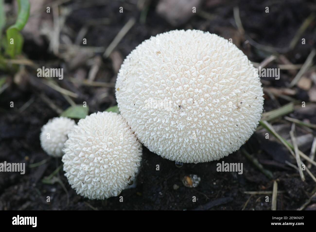 Lycoperdon pratense, also called Vascellum pratense, commonly known as ...