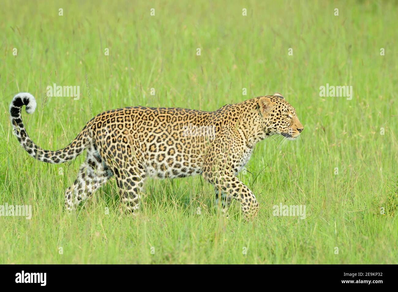 Side view female leopard walking hi-res stock photography and images ...
