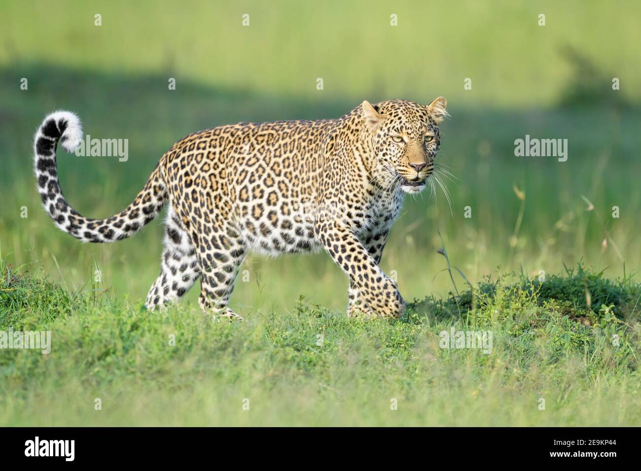 Fat leopard hi-res stock photography and images - Alamy
