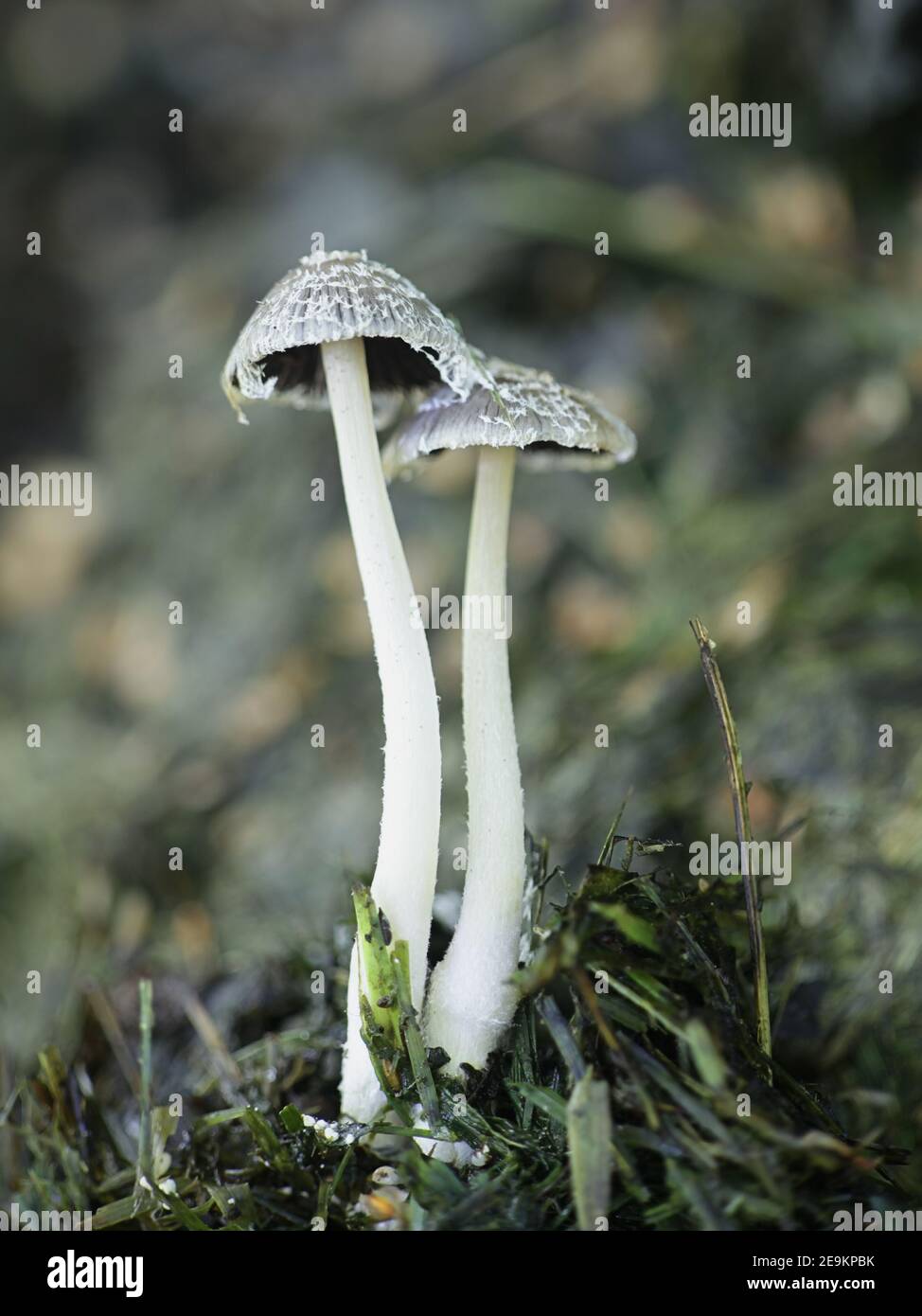 Midden ink cap hi-res stock photography and images - Alamy
