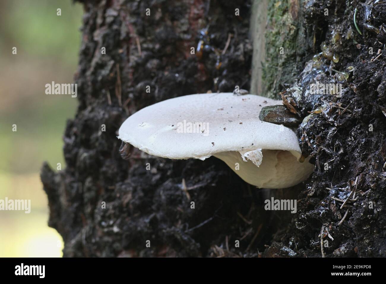 Pleurotus dryinus, known as The Veiled Oyster Mushroom, wild mushrooms ...