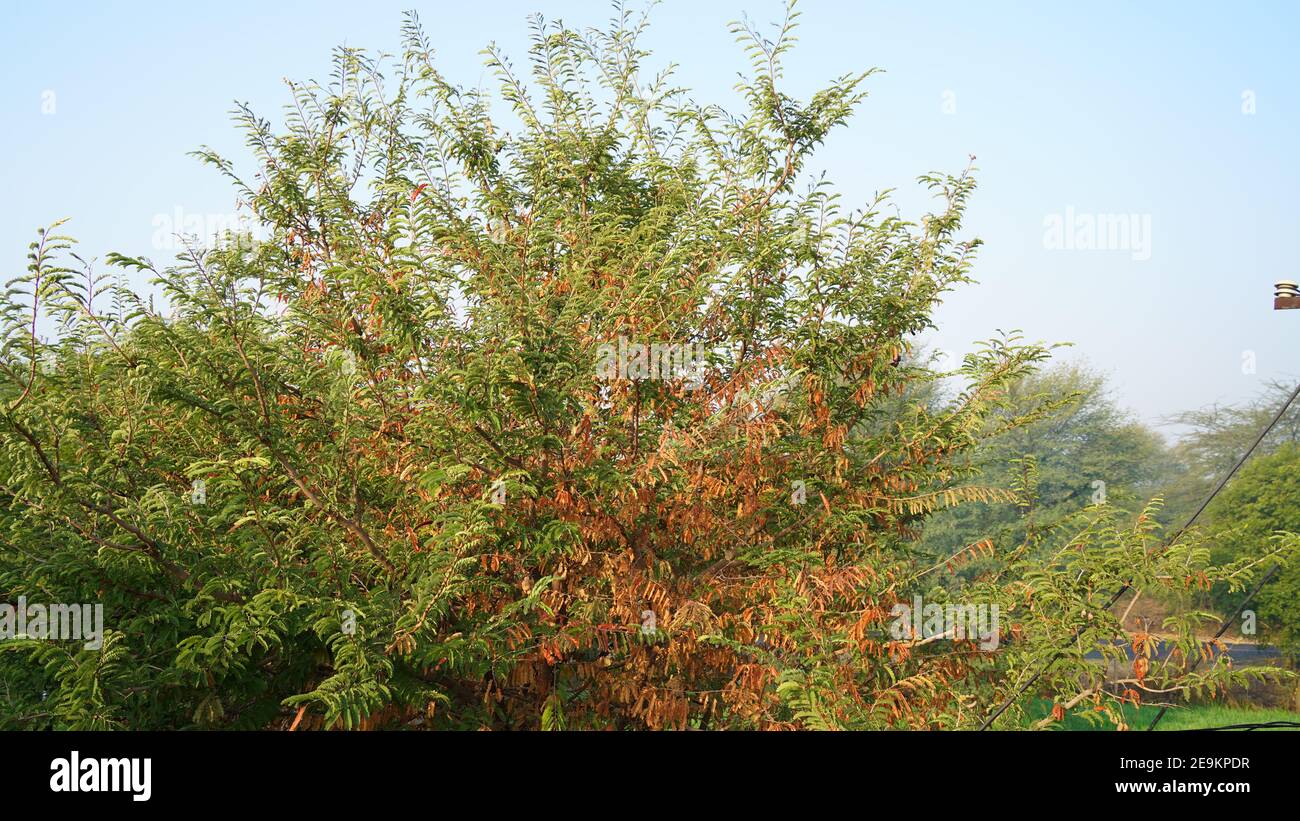 Tamarind plant hi-res stock photography and images - Alamy