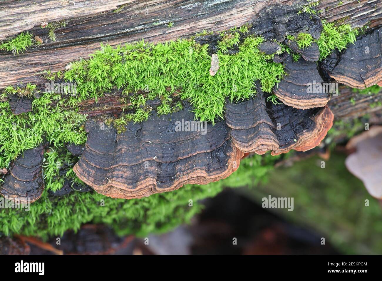 Hymenochaete rubiginosa, known as Oak Curtain Crust, wild fungus from ...