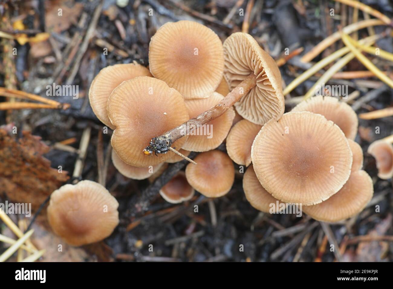 Naucoria escharioides, also called Alnicola escharioides, commonly ...