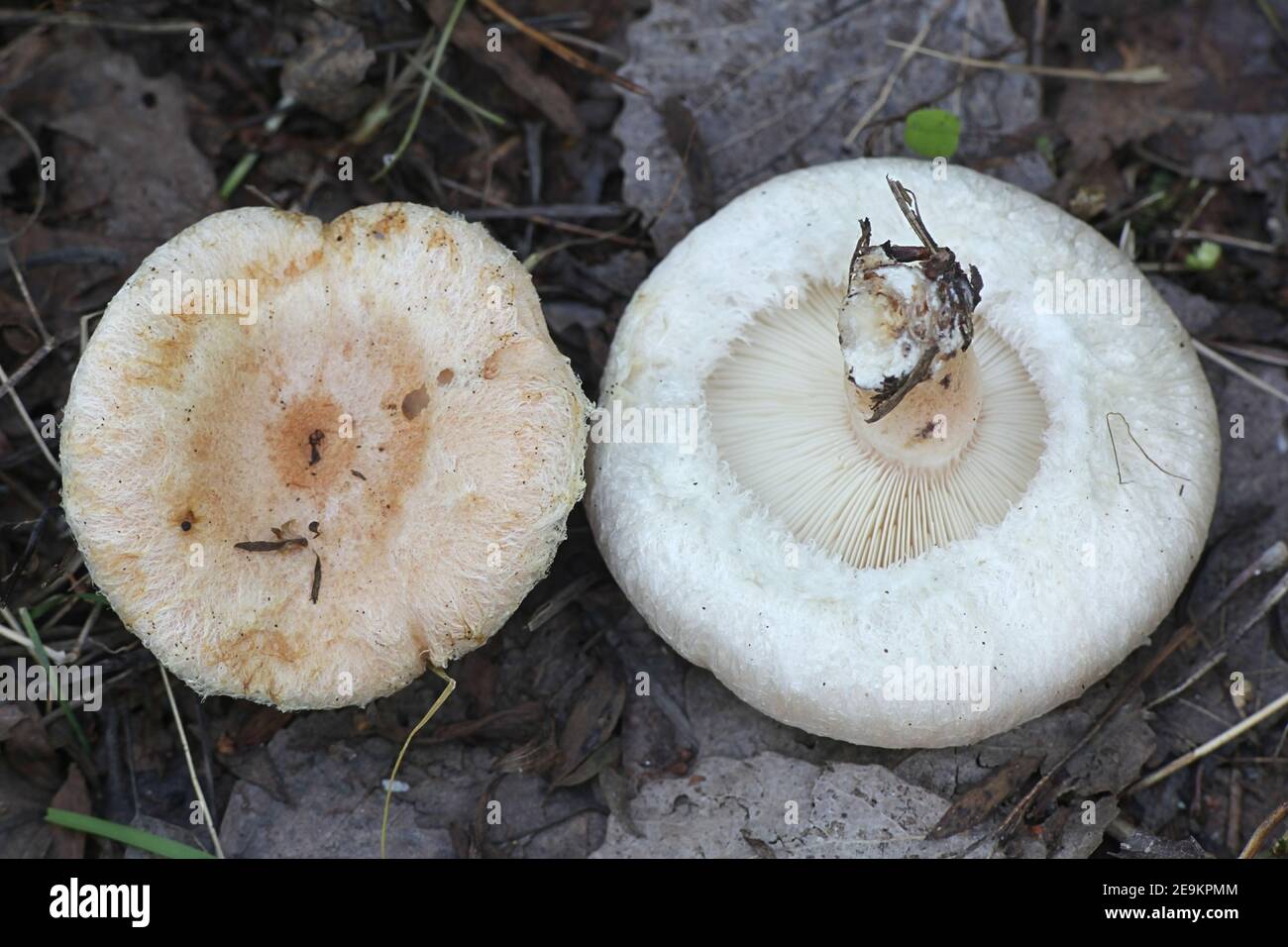 Lactarius pubescens, known as bearded milkcap or downy milk cap, wild ...