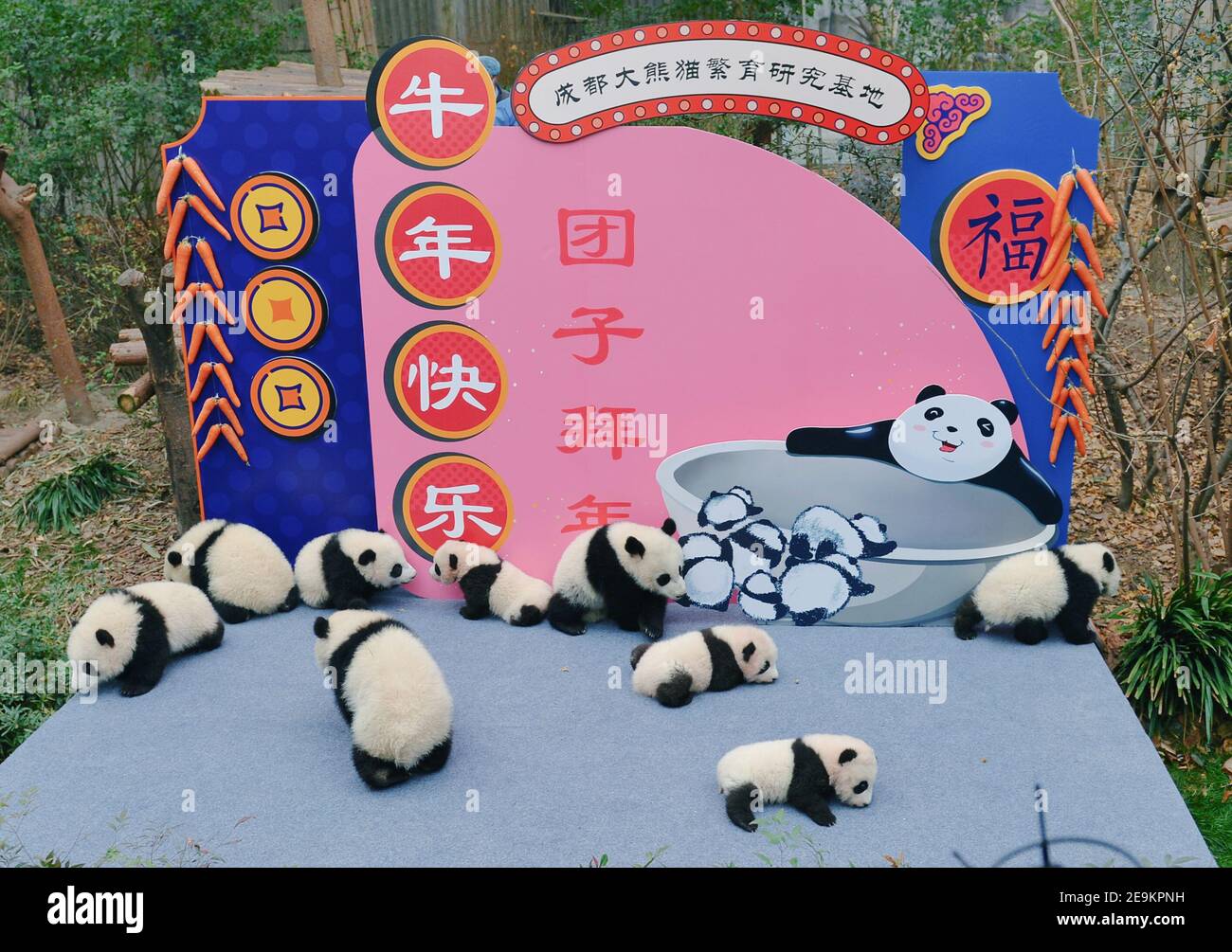 Ahead of Chinese lunar new year celebration, a group of 14 pandas born ...
