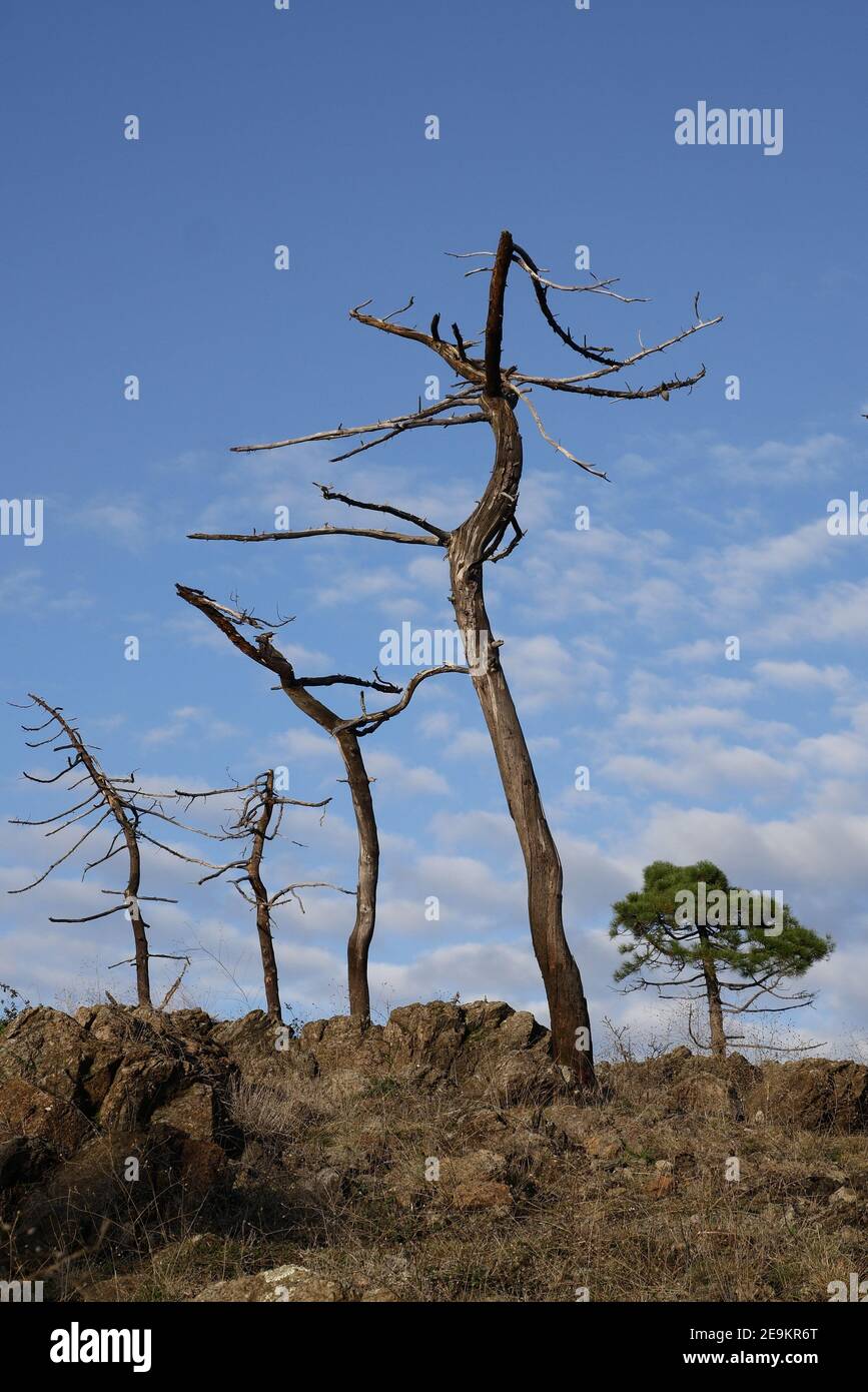 Prato, Italy, the trunks of dry trees on the Monteferrato Stock Photo ...