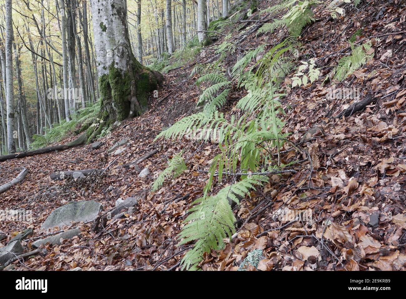 Italy, autumn in a forest of the Apennine mountains Stock Photo - Alamy