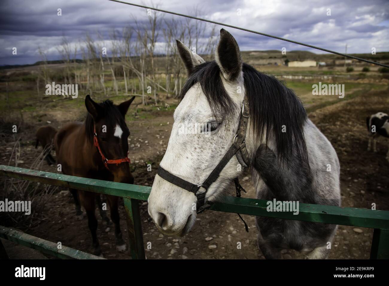 Horse locked in stable hi-res stock photography and images - Alamy