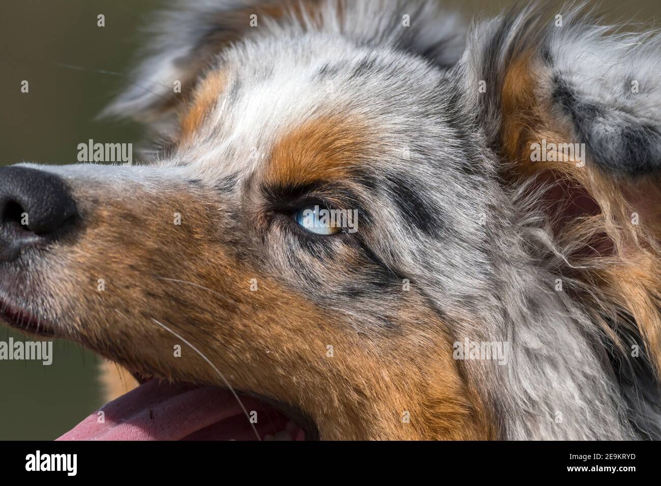 Italian Shepherd Puppies