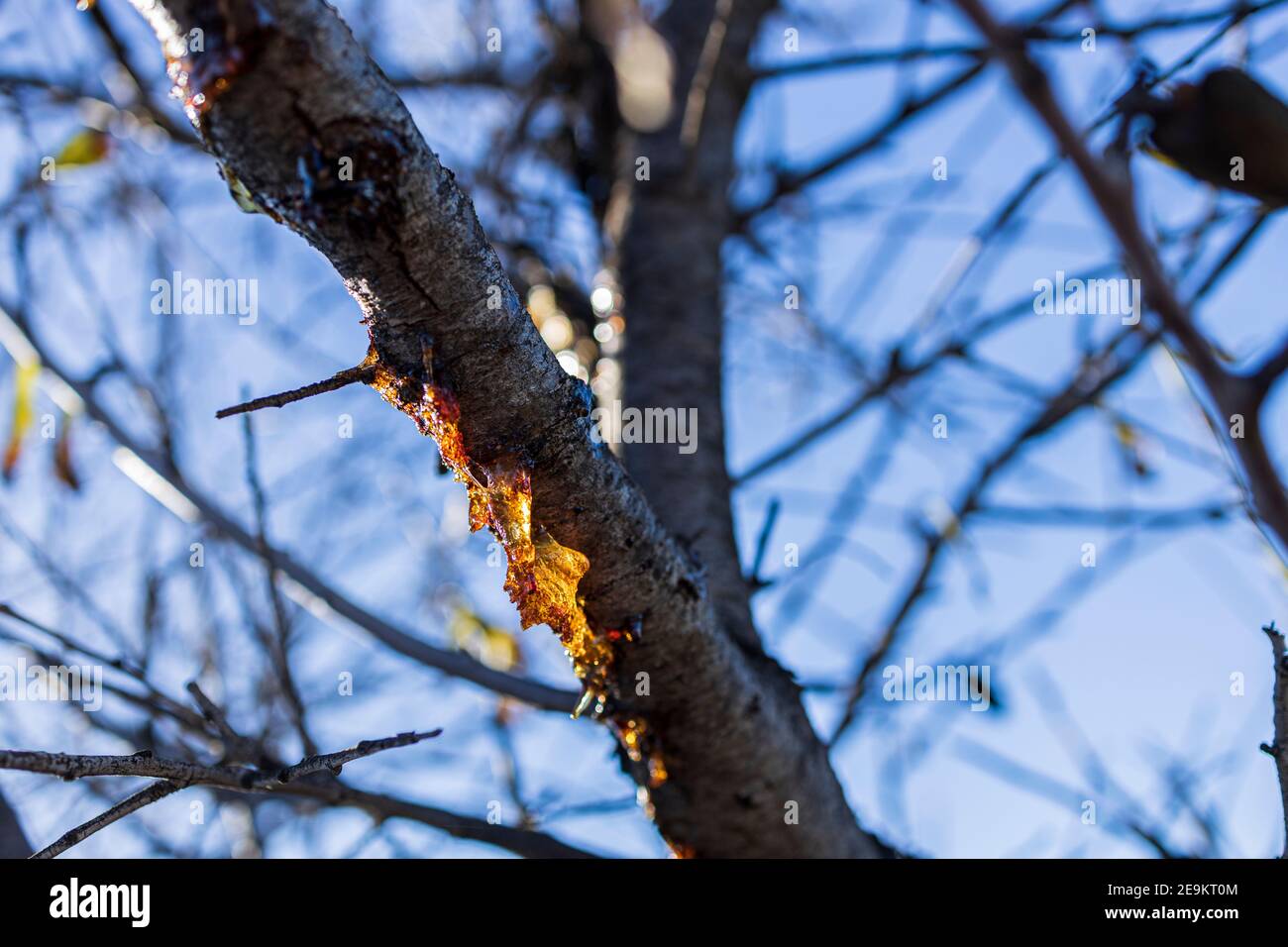 Resin oozing from a branch of a prunus dulcis, almond tree, Santiago ...