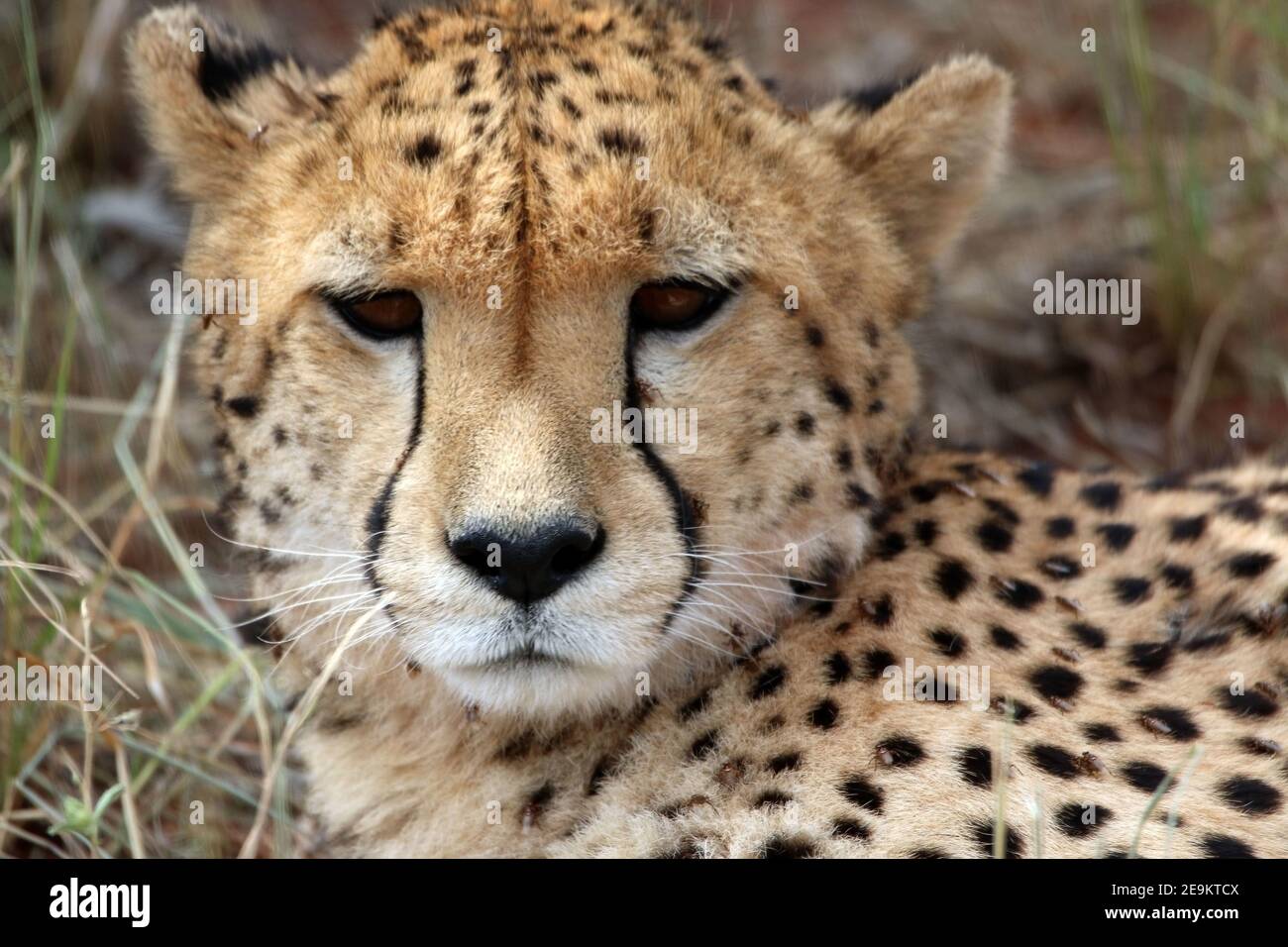 Cheetah long tail hi-res stock photography and images - Alamy