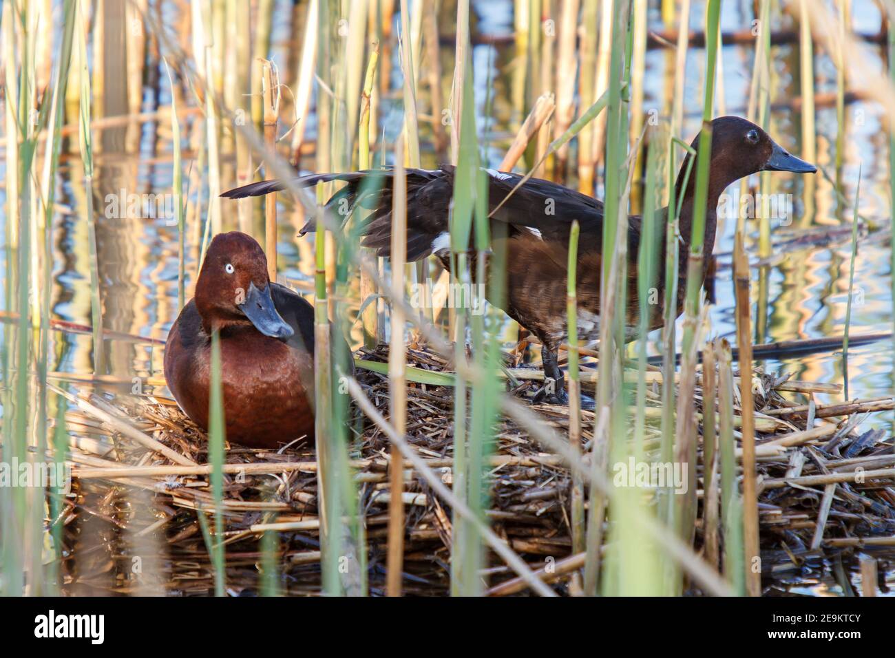 Rare duck on inland water hi-res stock photography and images - Alamy