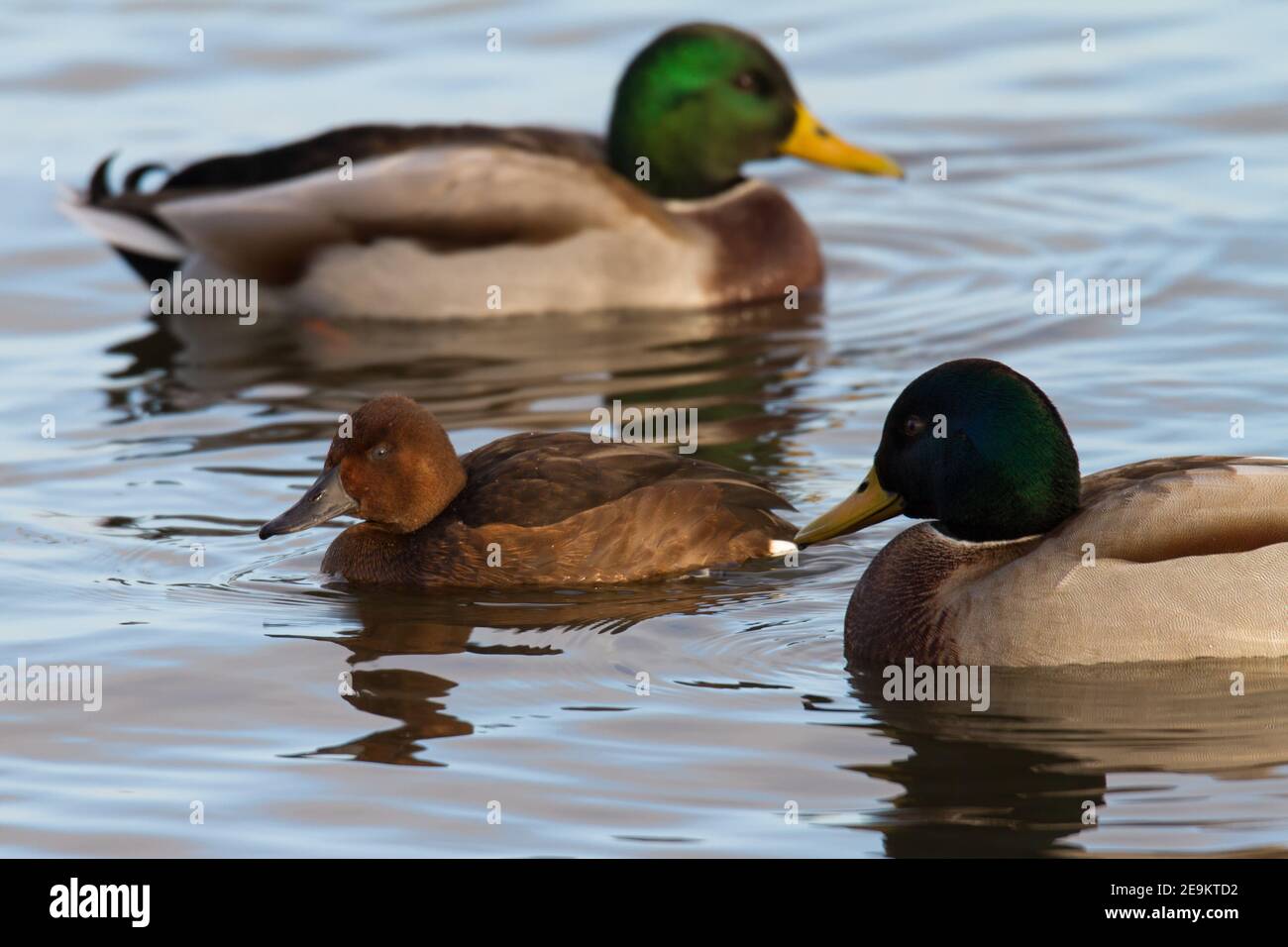 Duck Of Death High Resolution Stock Photography and Images - Alamy