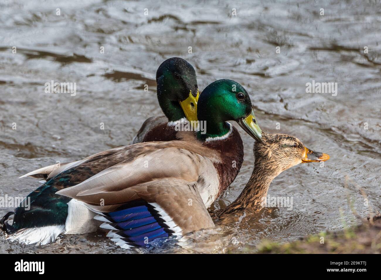 A pair of mallard drakes harrasing a female mallard duck in the water ...