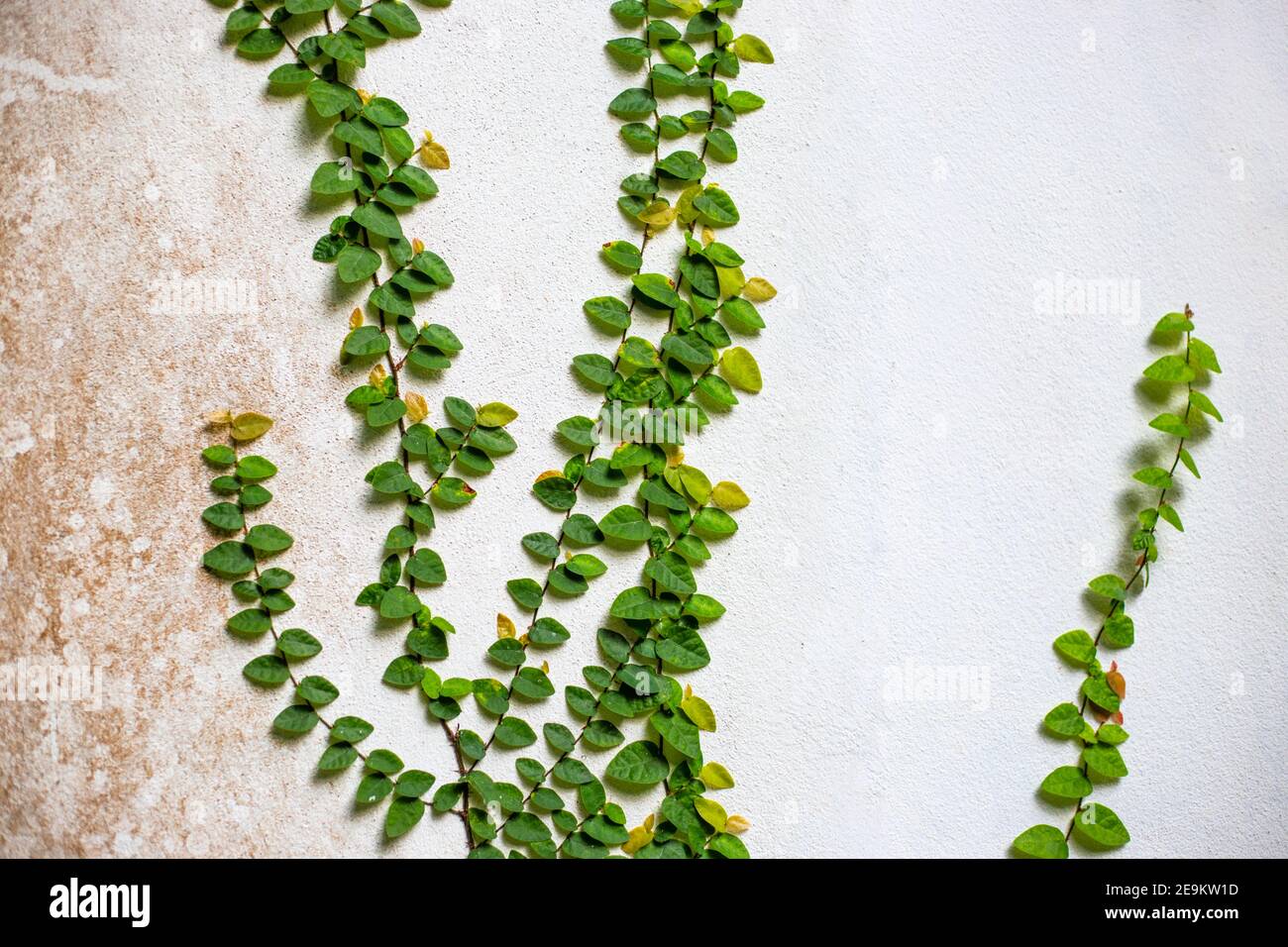 leaves of a climbing plant crawl along the wall, light background of ...