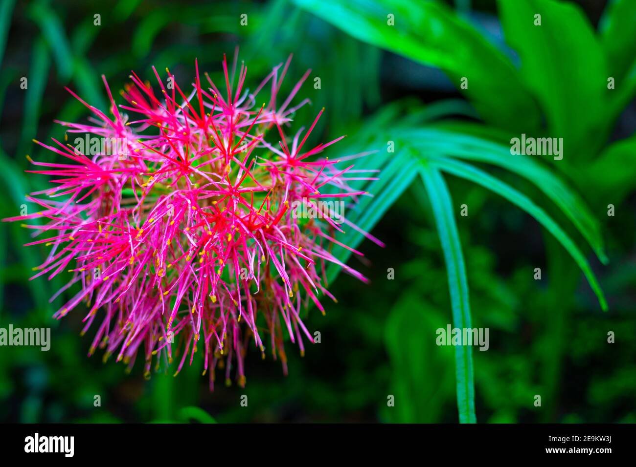 Red fluffy flower hi-res stock photography and images - Alamy