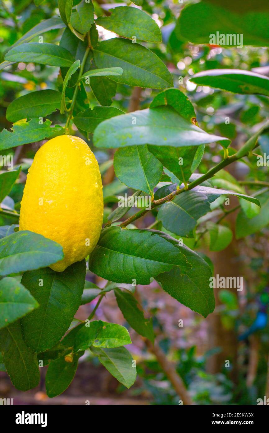 bright yellow lemon grows on a tree in a tropical garden, sour fruit ...