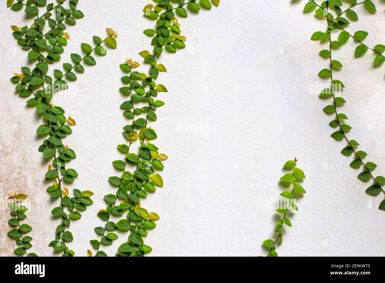 leaves of a climbing plant crawl over the light background of the old ...